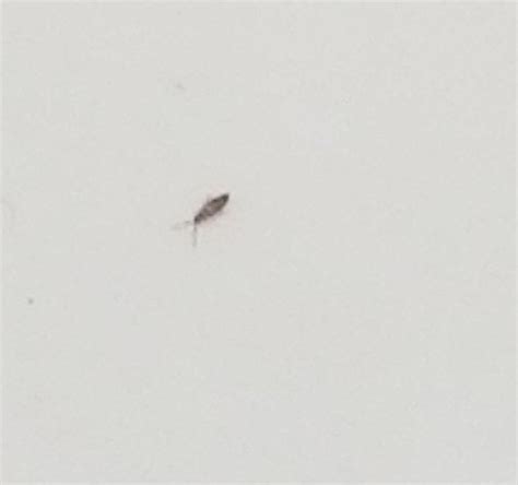 Tiny Gray Bugs That Jump