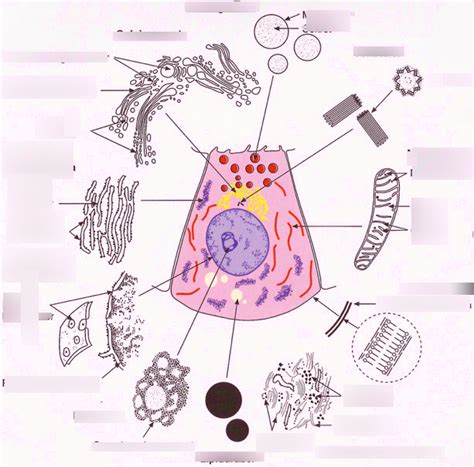 Cytoplasma Diagram Quizlet