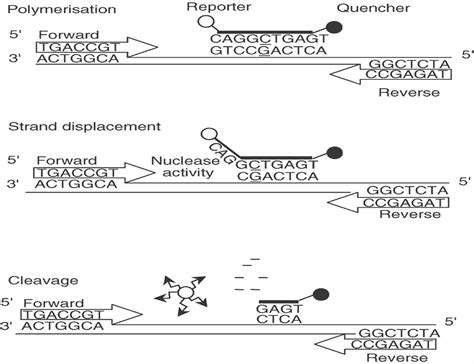 Single Nucleotide Polymorphism Detectionallelic Discriminat Psychiatric Genetics