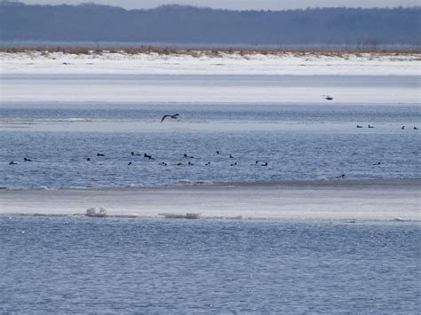 野付湾が賑わってきました 野付半島ネイチャーセンター