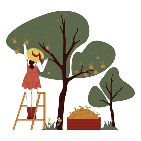 Woman Or Girl Picking Ripe Fruits From Orange Tree Female Farmer