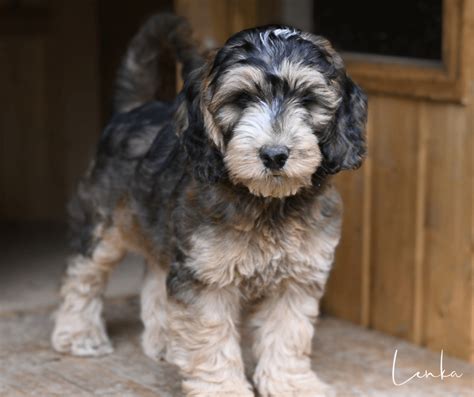 Galerija Cockapoo Slovenija