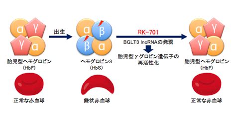 鎌状赤血球症の新しい治療薬候補を開発 理化学研究所