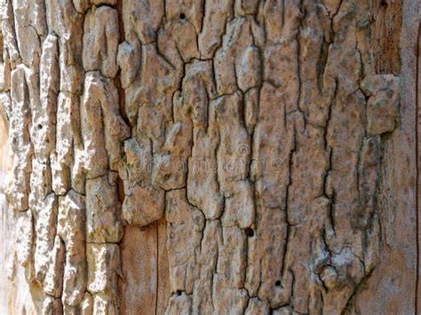 Close Up Of Tree Bark Texture Showing Unique Patterns And Natural