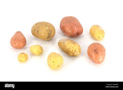 Different Types Of Potato Stock Photo Alamy
