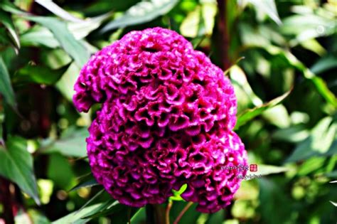 요즘 피는 꽃 맨드라미 키우기 꽃말 맨드라미 효능 맨드라미 차 만들기 네이버 블로그