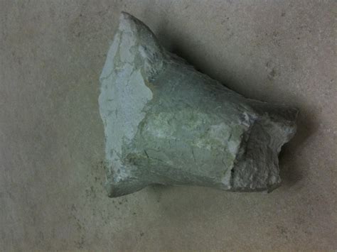 Oreodont Skull 2 Member Collections The Fossil Forum