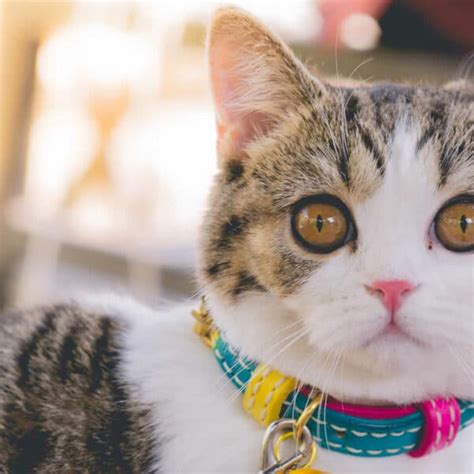 Cat Losing Hair On Back Near Tail 8 Causes And Prevention