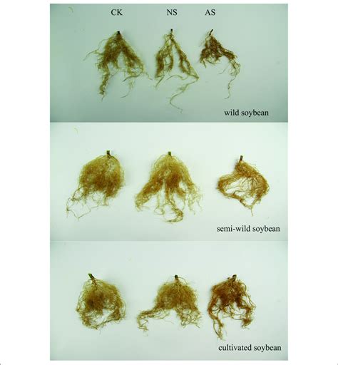 The Growth Performances Of The Three Soybean Genotypes Under Normal Download Scientific