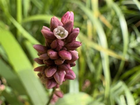 Macro Plus TapSmart