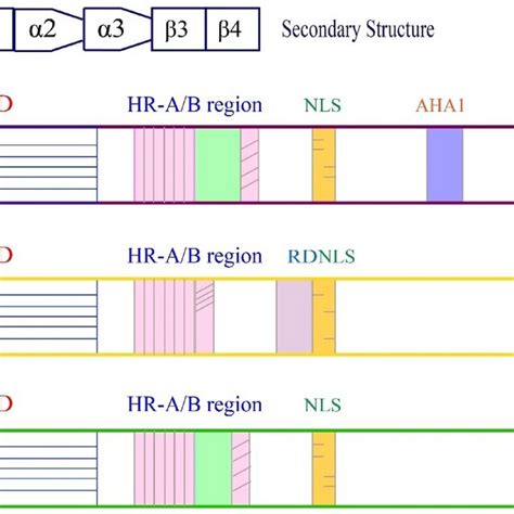 An Oversimplified Depiction Of Heat Shock Transcription Factors Hsfs