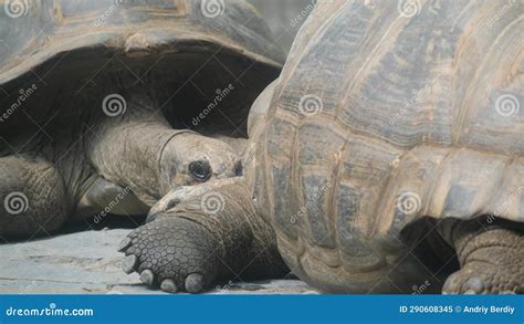 Giant Tortoises In The Wild Portrait Of Huge Reptiles Stock Video