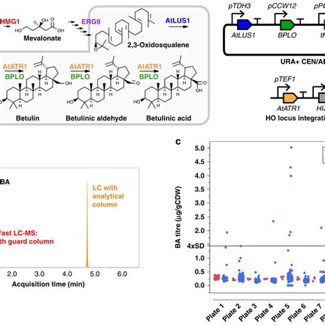 Pdf Improved Betulinic Acid Biosynthesis Using Synthetic Yeast Chromosome Recombination And
