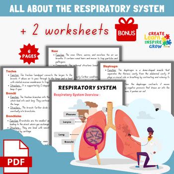 The Human Body Overview Of The Respiratory System Functions Structures