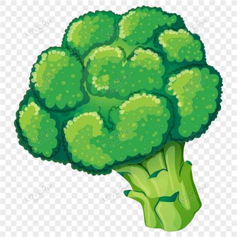 브로콜리 그림 Png 일러스트 무료 다운로드 Lovepik