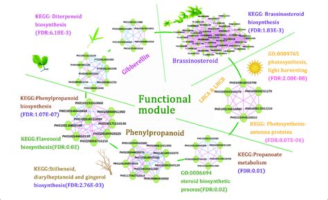 A Combination Of Functional Regulatory Modules Related To Bamboo