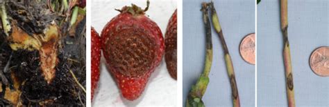 Fruit Strawberry Ipm Anthracnose Crown Rot And Fruit Rot Center For