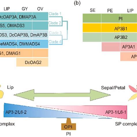 The Models Of Flower Development In Orchids A Orchid Code B Hot Download Scientific