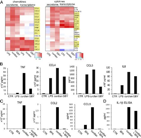 B Glucans Activate Effective Secretion Of Chemokines And Cytokines