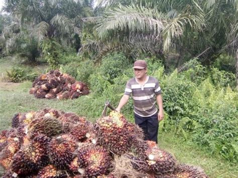 Cara Budidaya Kelapa Sawit Hingga Panen Terbukti Panen Berlimpah
