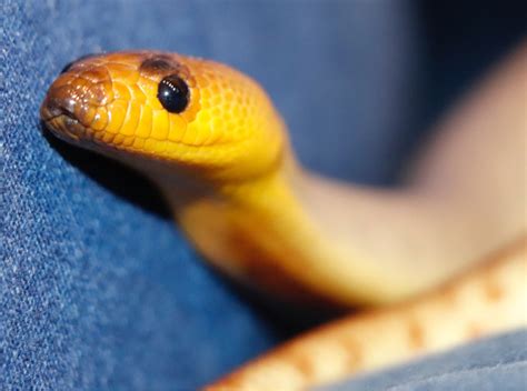 Tanami The Woma Python Page 2