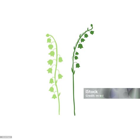 백합 의 계곡 Convallaria 꽃 실루엣 흰색 배경 식물 손에 고립 된 뮤게는 디자인 패키지 녹색 화장품 인사말 카드 결혼식 초대를위한 벡터 낙서 일러스트레이션 0명에