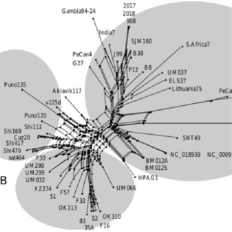 Classification Of Crispr Like In Vlpc Gene Phylogenetic Tree