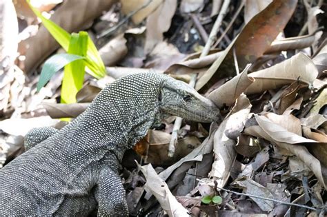 The Clouded Monitor Lizard Varanus Nebulosus Isolated On White