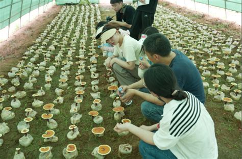 齐鲁工业大学学生赴芝素堂泰山灵芝基地参观学习 泰山仙草灵芝