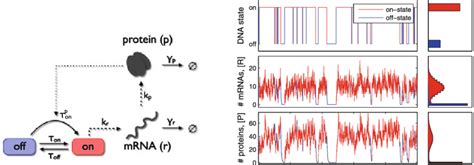 Illustration Of A The Gene Expression Model With Positive Feedback Loop