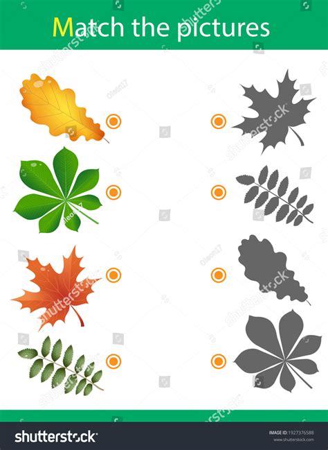 Match Right Shadow Leaves Trees Leaf Stock Vector Royalty Free