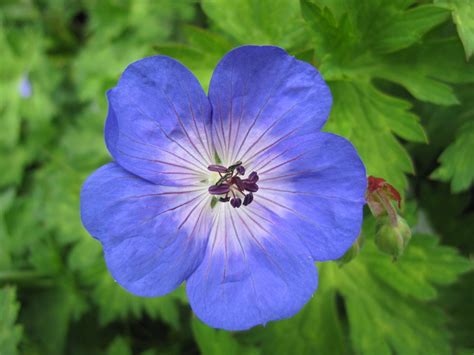 Geranium Rozanne 9cm Pot
