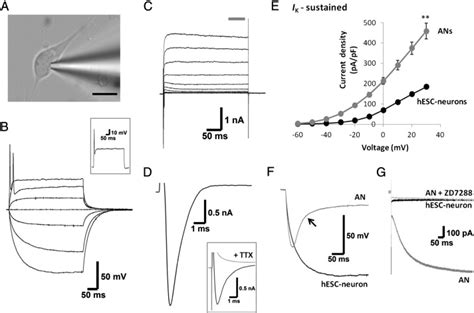 Electrophysiological Properties Of Hesc Derived Neurons A A