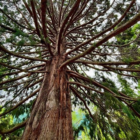 Sequoiadendron Giganteum Giant Sequoia Giant Redwood Forest Field