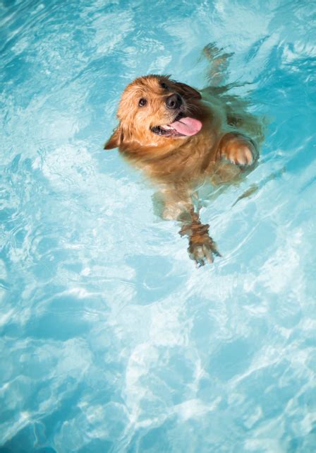 What Is The Best Depth For Jumping And Diving Into Your Pool Barrier