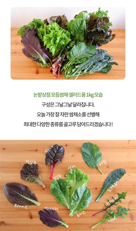 샐러드용 상추 종류