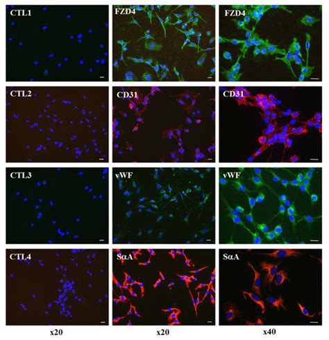 Ijms Free Full Text Deciphering The Cardiovascular Potential Of