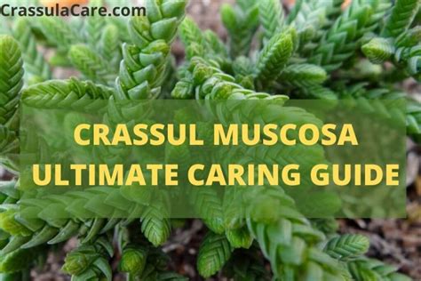 Crassula Ovata Hobbit Complete Guide Info And Faqs Crassula Care