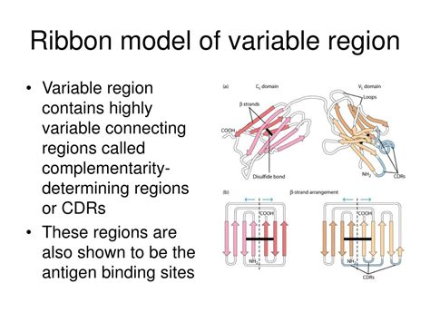 Ppt Mlrs 242 Immunology Pat Reed Antibodies Powerpoint Presentation