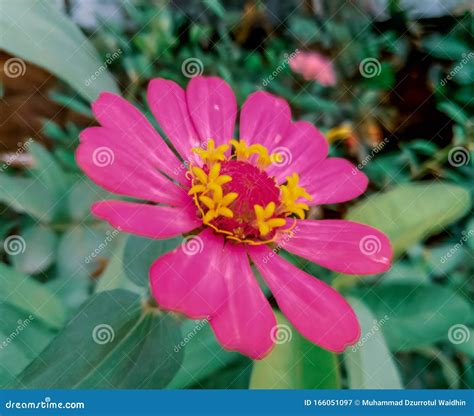 Zinnia Elegans Is Plants Of The Genus Zinnia Flower Leaf Macro