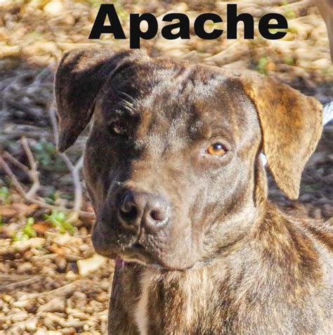 Apache