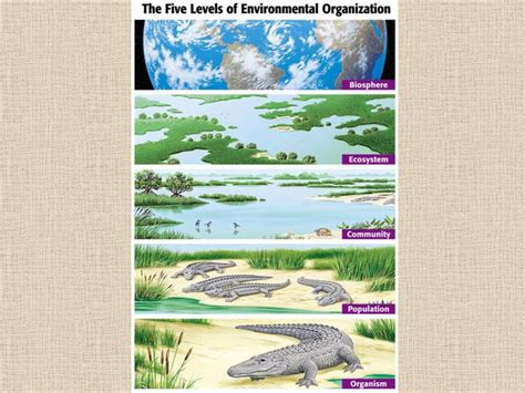 Do Now Make A T Chart On The Back Of The Notes Paper List As Many Abiotic And Biotic