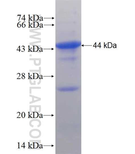 Exosc10 Fusion Protein Ag10318 Proteintech