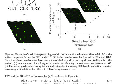 The Trichome Patterning Model Is Formulated Using Coupled Ordinary Download Scientific Diagram
