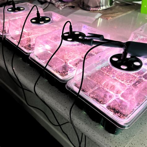 How To Start Seeds Indoors Aces Garden And Landscape Llc
