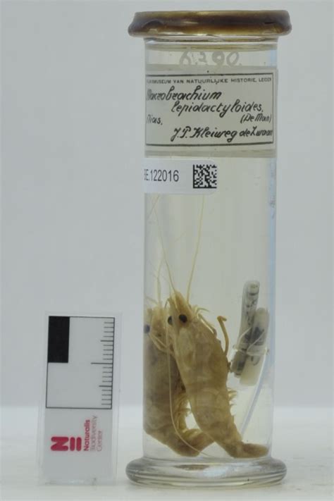 Macrobrachium Lepidactyloides De Man 1892