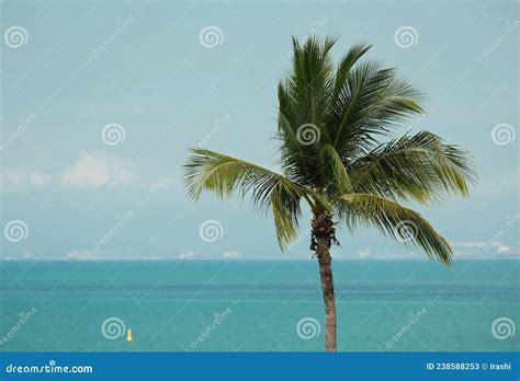 Coconat Palm On Kri Island Homestay And Pier In Background Raja Ampat