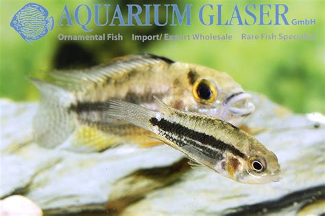 Apistogramma Cacatuoides Yellow Wild Aquarium Glaser Gmbh