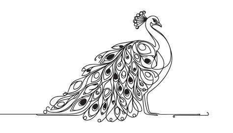 Peacock Outline Pattern Vector Art Icons And Graphics For Free Download