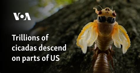 Trillions Of Cicadas Descend On Parts Of Us